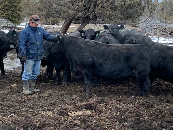 Botts Angus Ranch | Enterprise, OR