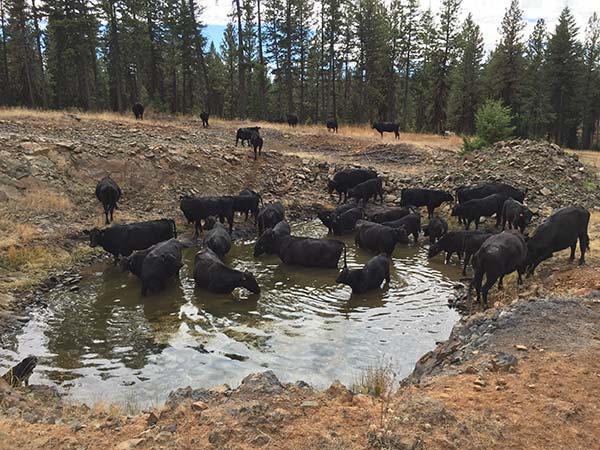 Botts Angus Ranch | Enterprise, OR