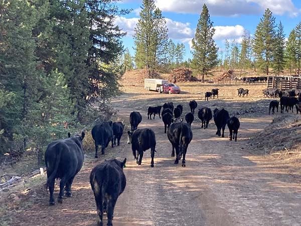Botts Angus Ranch | Enterprise, OR